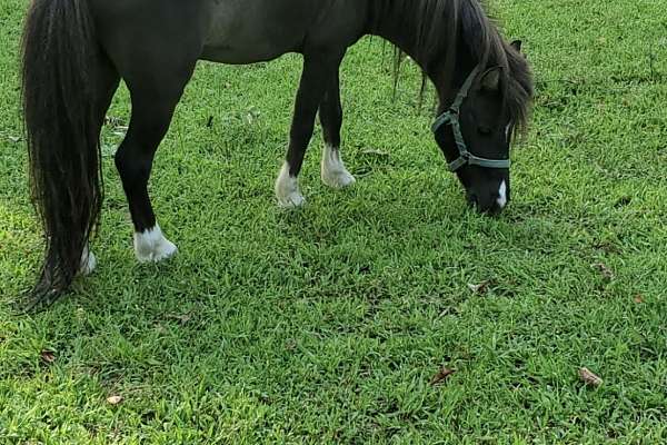 Miniature Stallion for Sale