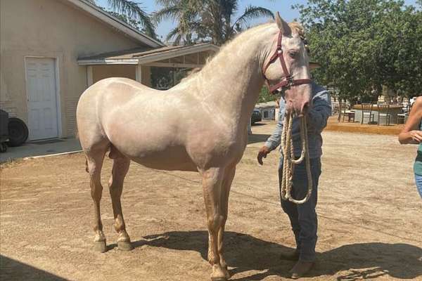 Gemelo Capa Perlina Portador De Gen Isabello Disponible Para Maquilas O Ven