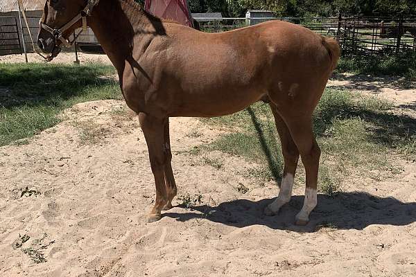 Tap to Connect - by Connect O/F Tapit Mare - in Training