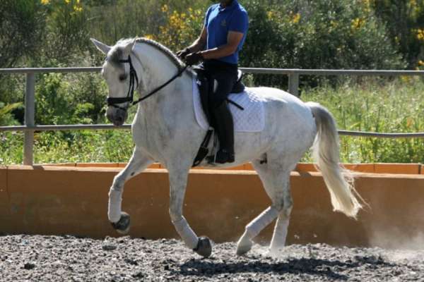 Fabulous PRE Mare With Prospect for Dressage.