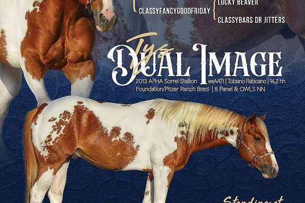 APHA Sorrel Tobiano Rabicano At Stud