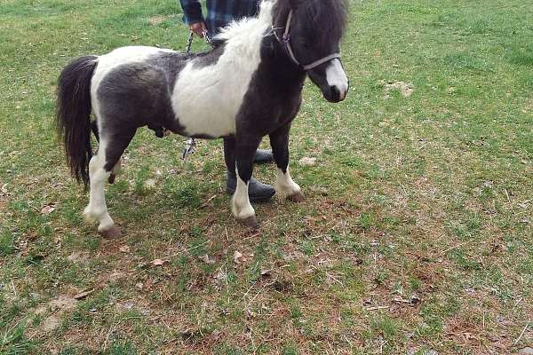 Offering Stud Service Only