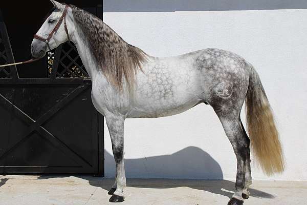 Favorito, PRE Stallion, 16.2 HH, Dressage Prospect
