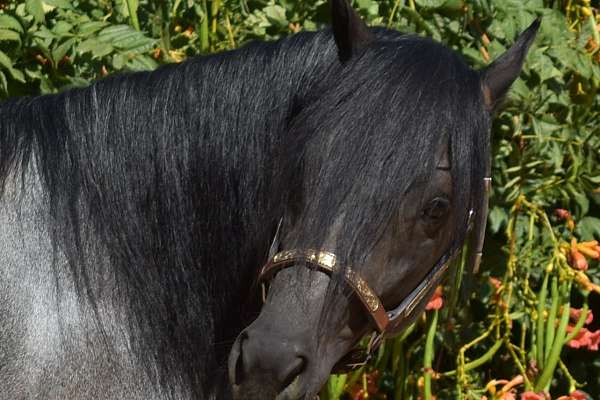 Homozygous Blue Roan Stallion
