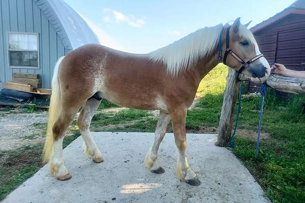 Registered Purebred Halflinger