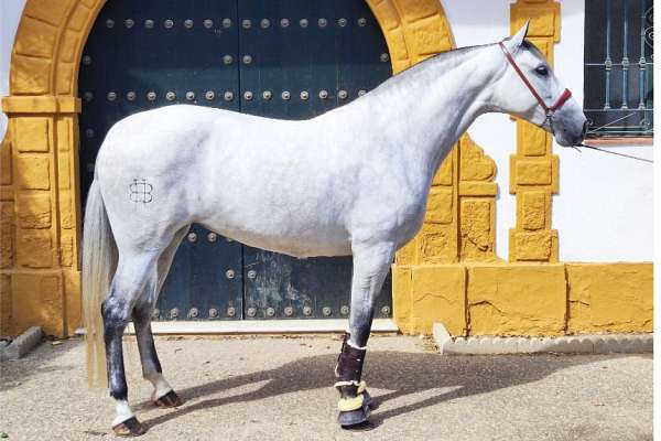 Elegant PRE Mare for Morphological.