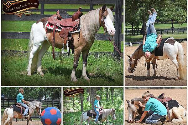 Cypress- Unique One of a Kind Pony Gelding Perfect for Kids!