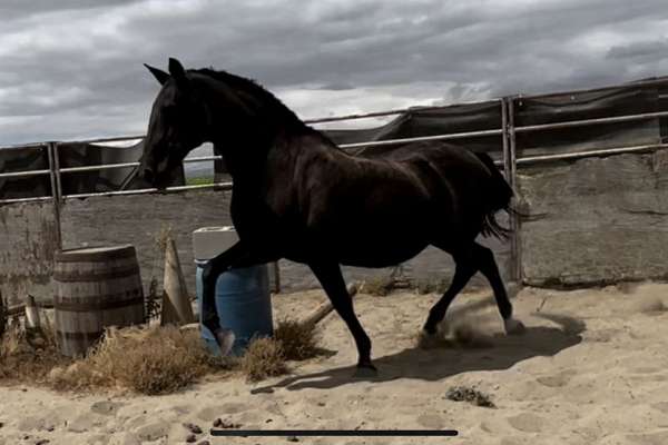 2 Black Lusitano Mare and Filly