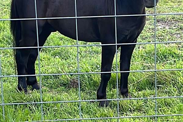 28’’ Mini Stallion