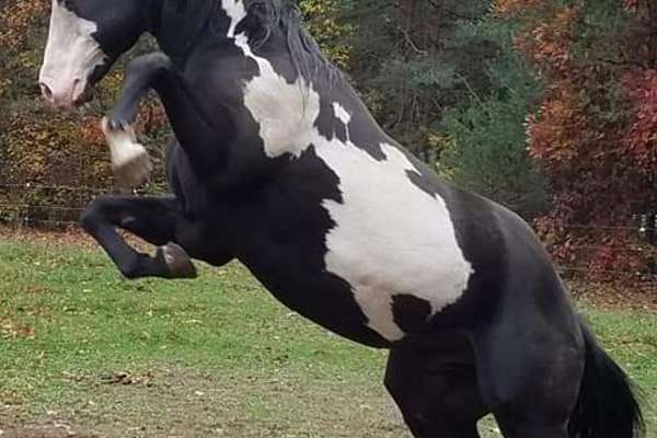 AQHA/APHA/PTHA Black Overo At Stud