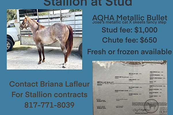 AQHA Metallic Bullet
