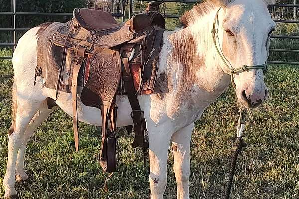 Standard Spotted Jack for Perfect Mules or Donkeys