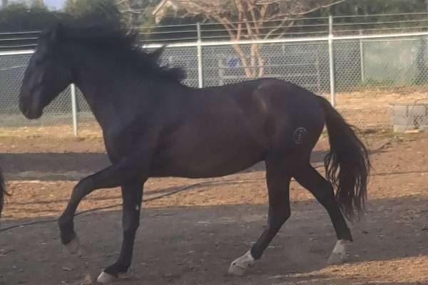 Black Andalusian Colt Registered With IALHA All Spain Lines
