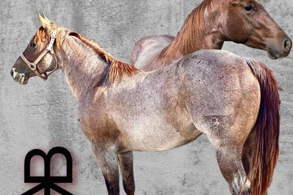 AQHA Metallic Bullet