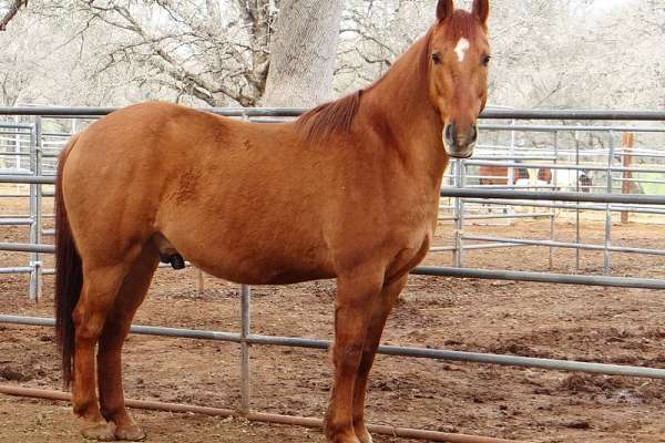 Red Dun Gelding/Grade - Nonriding Companion