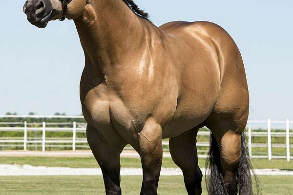 Mr Redneck Romeo-Eight Time World Champion Buckskin-6 Panel N/N
