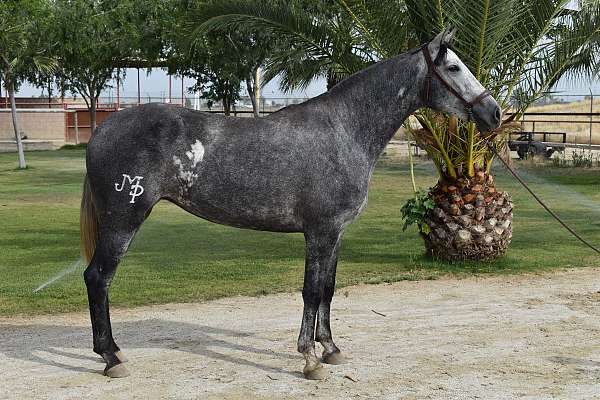 Solid Grey Andalusian Mare