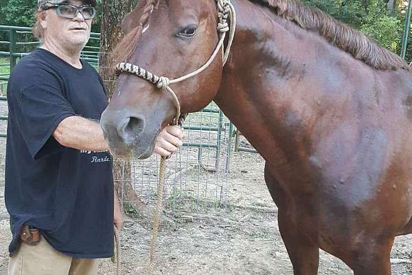 High Brow Cat Stallion