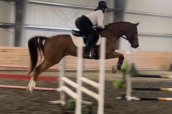 Lovely Gelding Ready for His New Person!