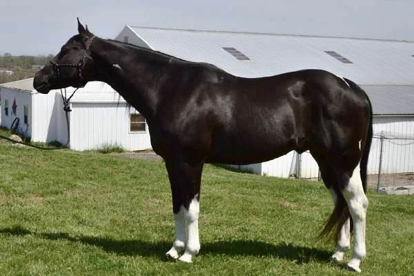 APHA Homozygous Tobiano Stallion