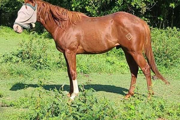 5yo Mr Jess Perry,Easy Jet and More Red Roan Stud.