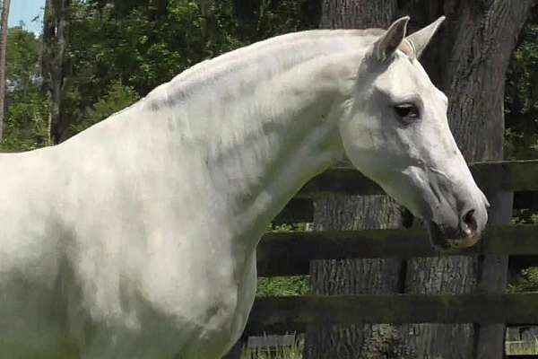 Gorgeous Classical P.R.E. Andalusian Mare