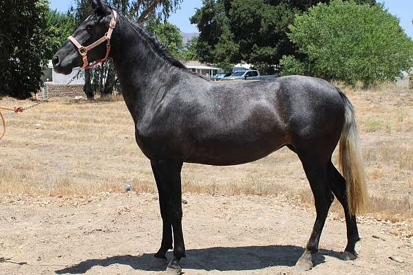 Beautiful Andalusian Grey Filly in Canyon Country, California
