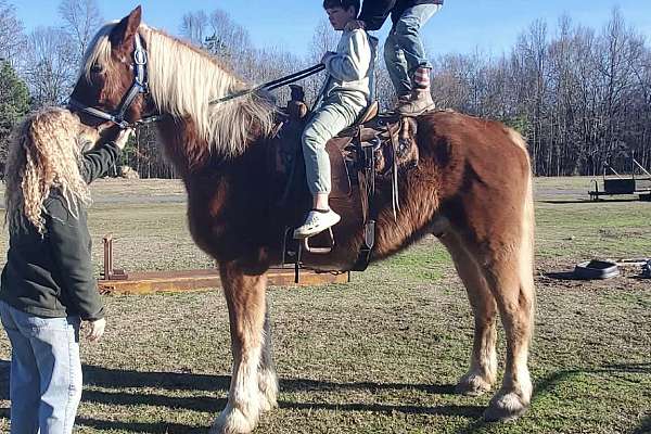 Flashy Belgian Mare!