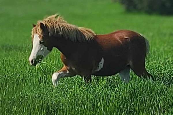 Splash Welsh Pony Cross to Most Sizes Midwest Location
