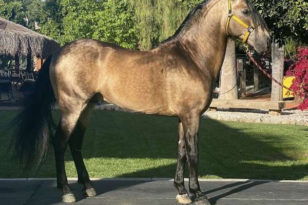 Beutiful Andalusian Bay Stud