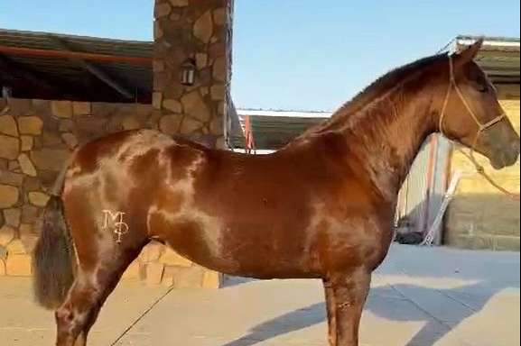 2017 Chestnut Andalusian Mare