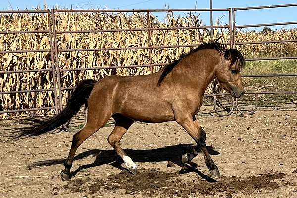 Sp Prince's Make It a Double 2021 ASPC/AMHR Foundation Certified Stallion