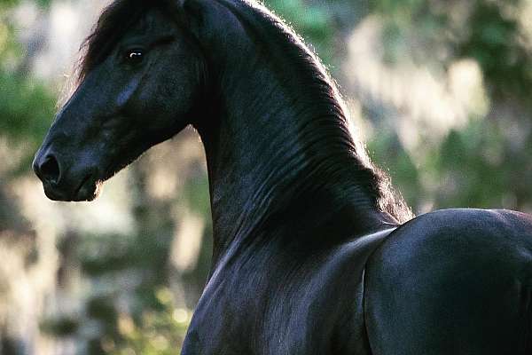 Kp 4 Yr Old Star Stallion for Sale