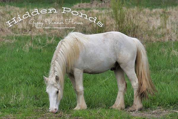 Palomino Gypsy Vanner Gelding