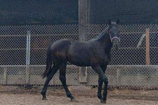 Princess Selene, Beautiful Draft Cross Yearling