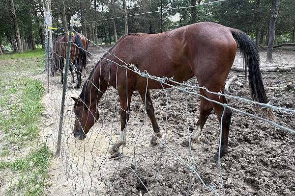 Anglo-Arabian Endurance / Future Fortunes Paid, Maynard, Arkansas