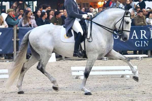 Talented Lusitano Horse At Grand Prix Level.