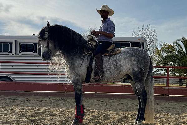 2018 Andalusian Stallion Under Saddle