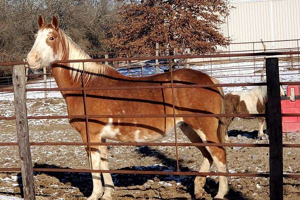 Great Looking APHA Broodmare in Foal to Pepsis Color Master