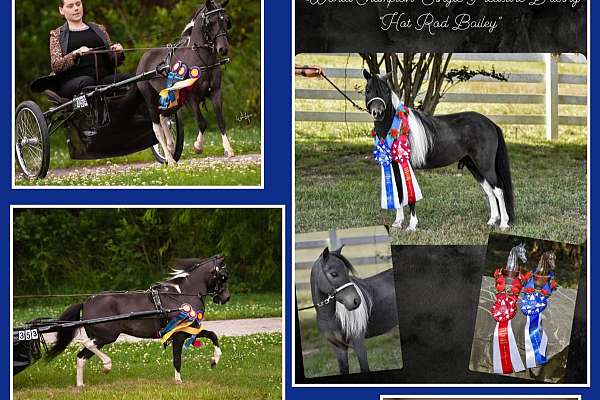 2022 AMHA Single Pleasure World Ch Driving Stallion