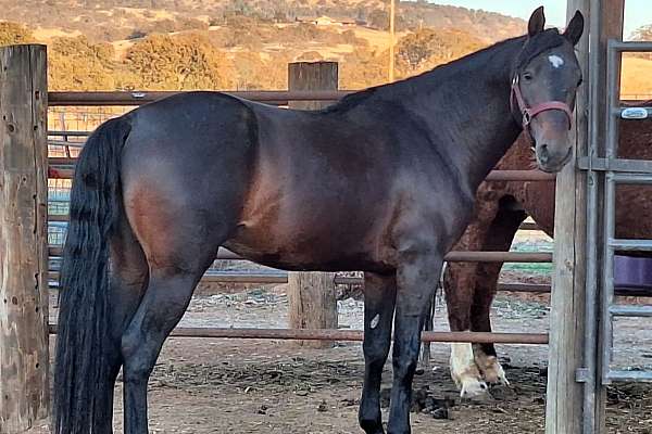 Proven Morgan Stallion