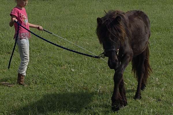Black Fell Pony Colt! - Stonedragon Dark Angel - Little Ani