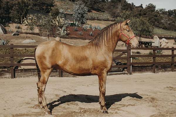 Morfeo Pm - Isabelo PRE - Revised Stallion