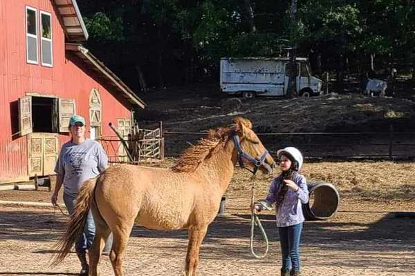 Baskhir Curly Pony