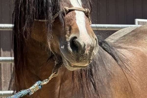 Stunning Bay Gypsy Colt