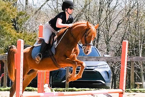 Barbie! Large Pony, Show Experienc