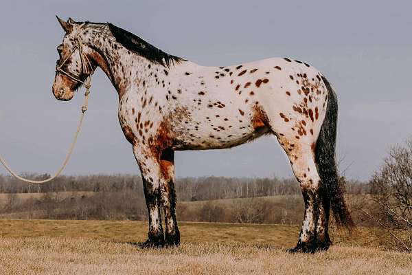 Exotic, Flashy, and Unique Registered Leopard Friesian Sporthorse Gelding