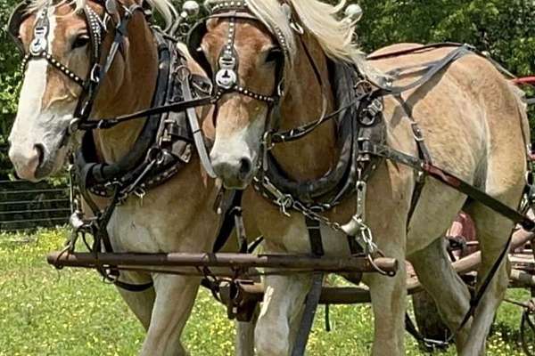 Belgian/Halflinger Cross Team 4&5 Years Old. Full Brothers