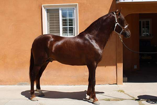 2022 Andalusian Chestnut Stallion ANCCE