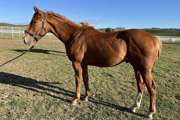 Big Flashy TB 2yo Colt Ready to Start